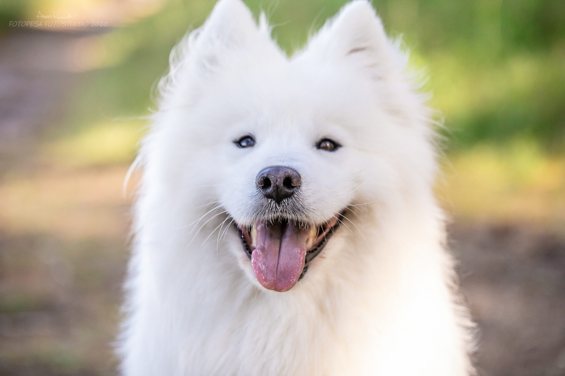 The Samoyed - Breed Info | Flying Snowflake - samojeedi koerad