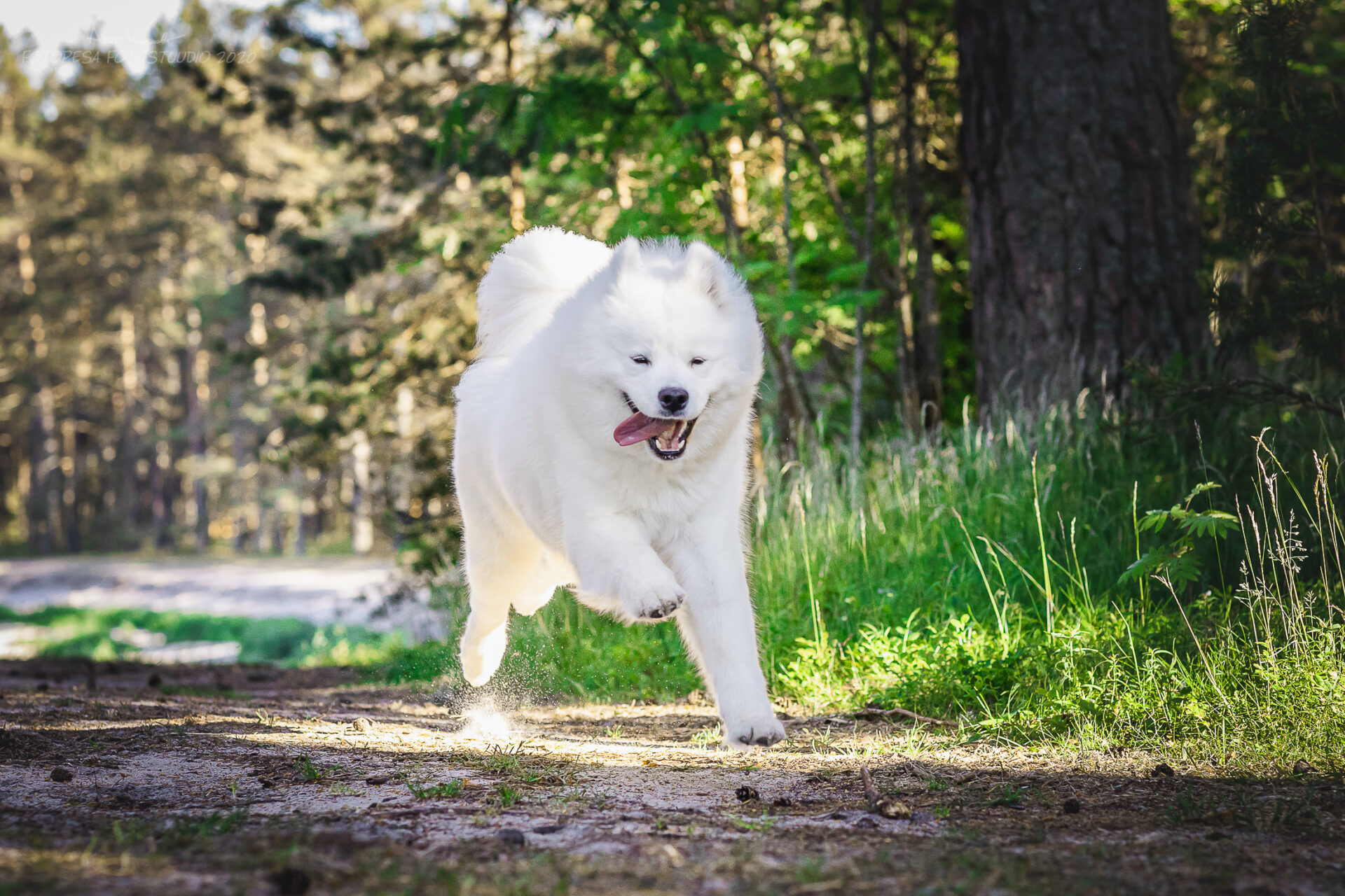 Võimalikule koeraomanikule | kennel Flying Snowflake