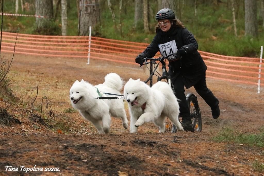 The Samoyed - Breed Info | Flying Snowflake - samojeedi koerad