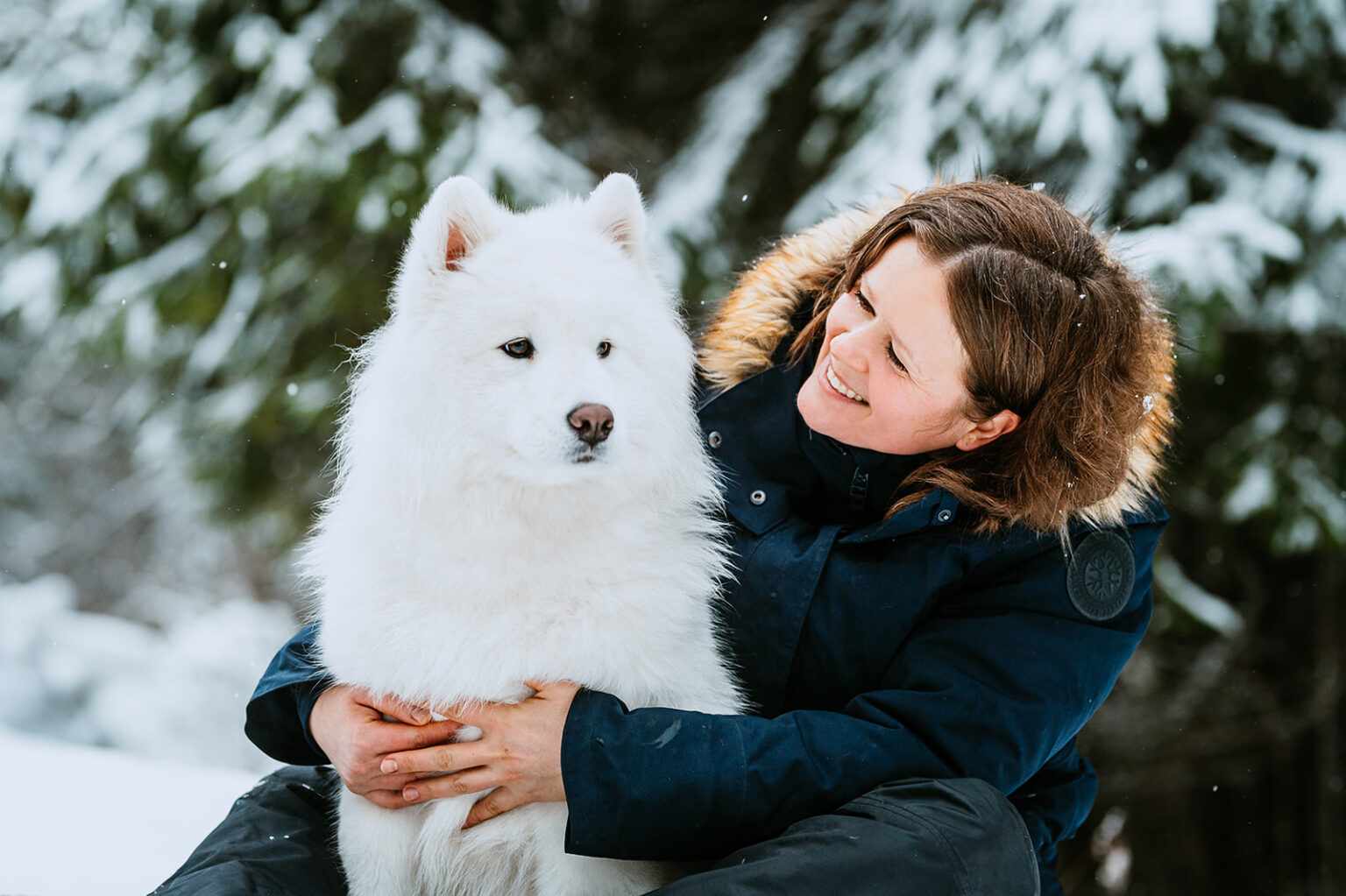The Samoyed - Breed Info | Flying Snowflake - samojeedi koerad